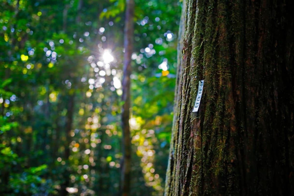 Climate in the Amazon is heading toward extremes