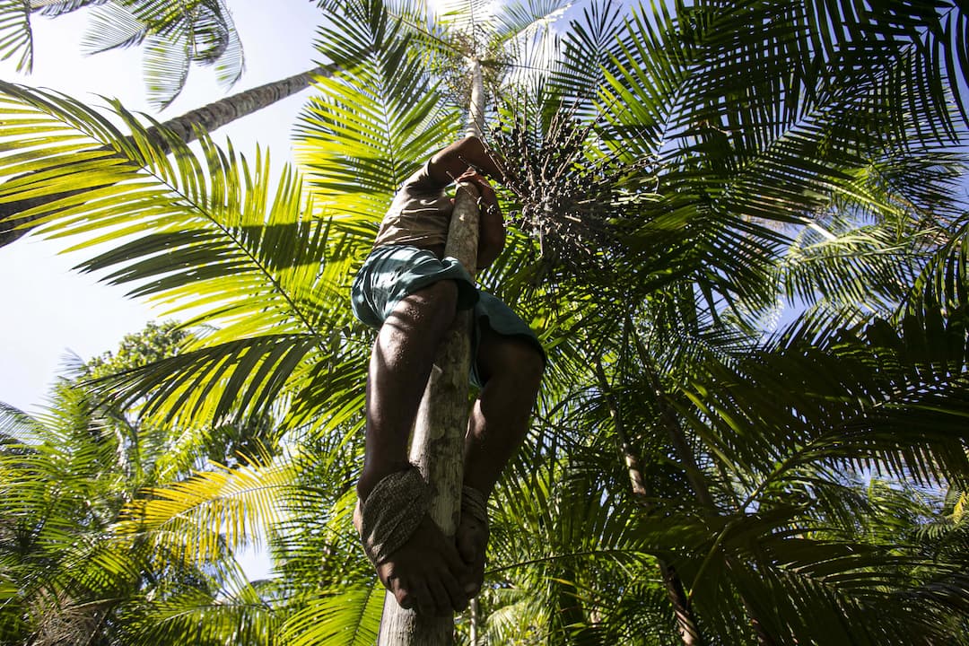 Produção do açaí enfrenta desafios estruturais e climáticos